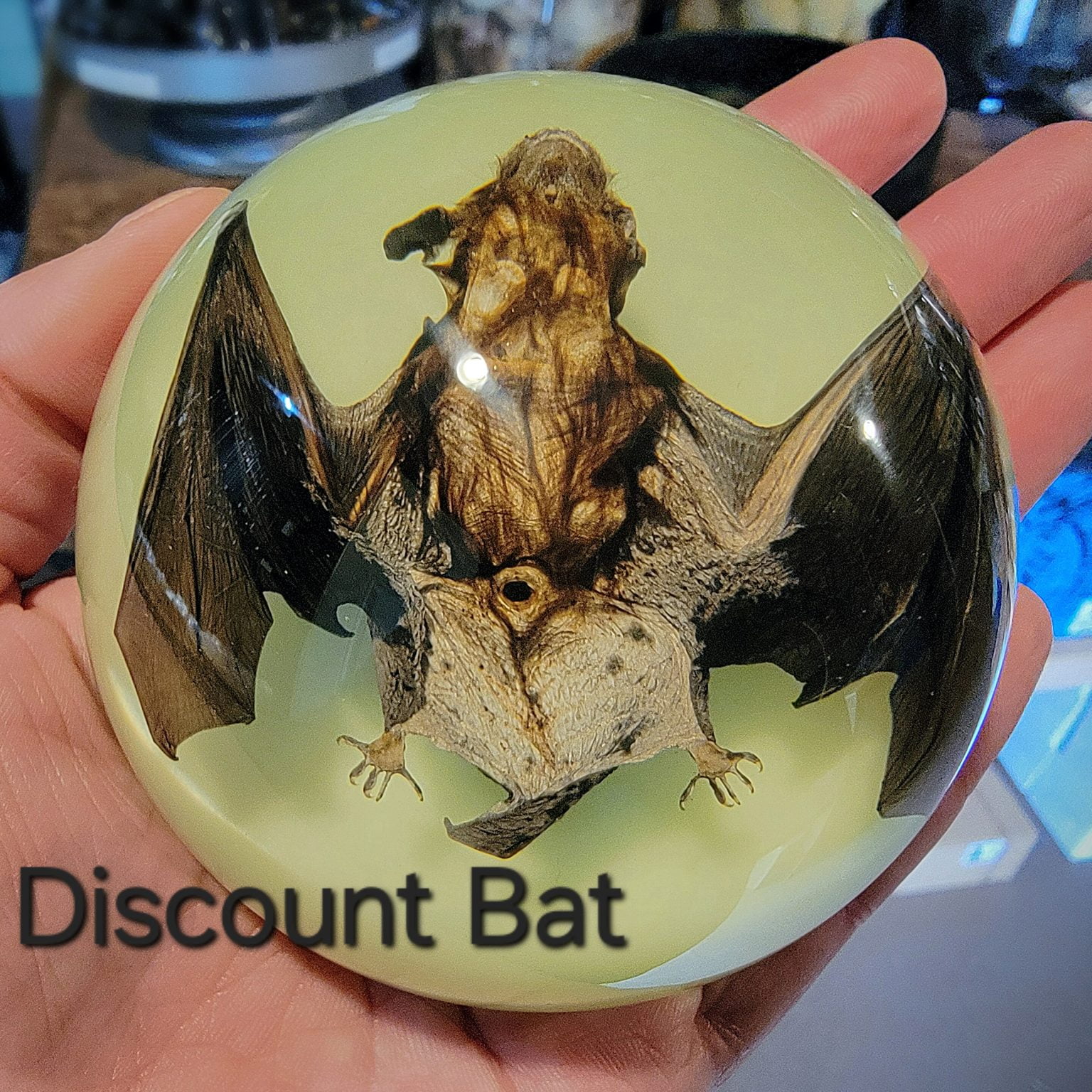 DISCOUNT -Bat in Resin Dome, Glow in the Dark, Real bat - Insects In Resin