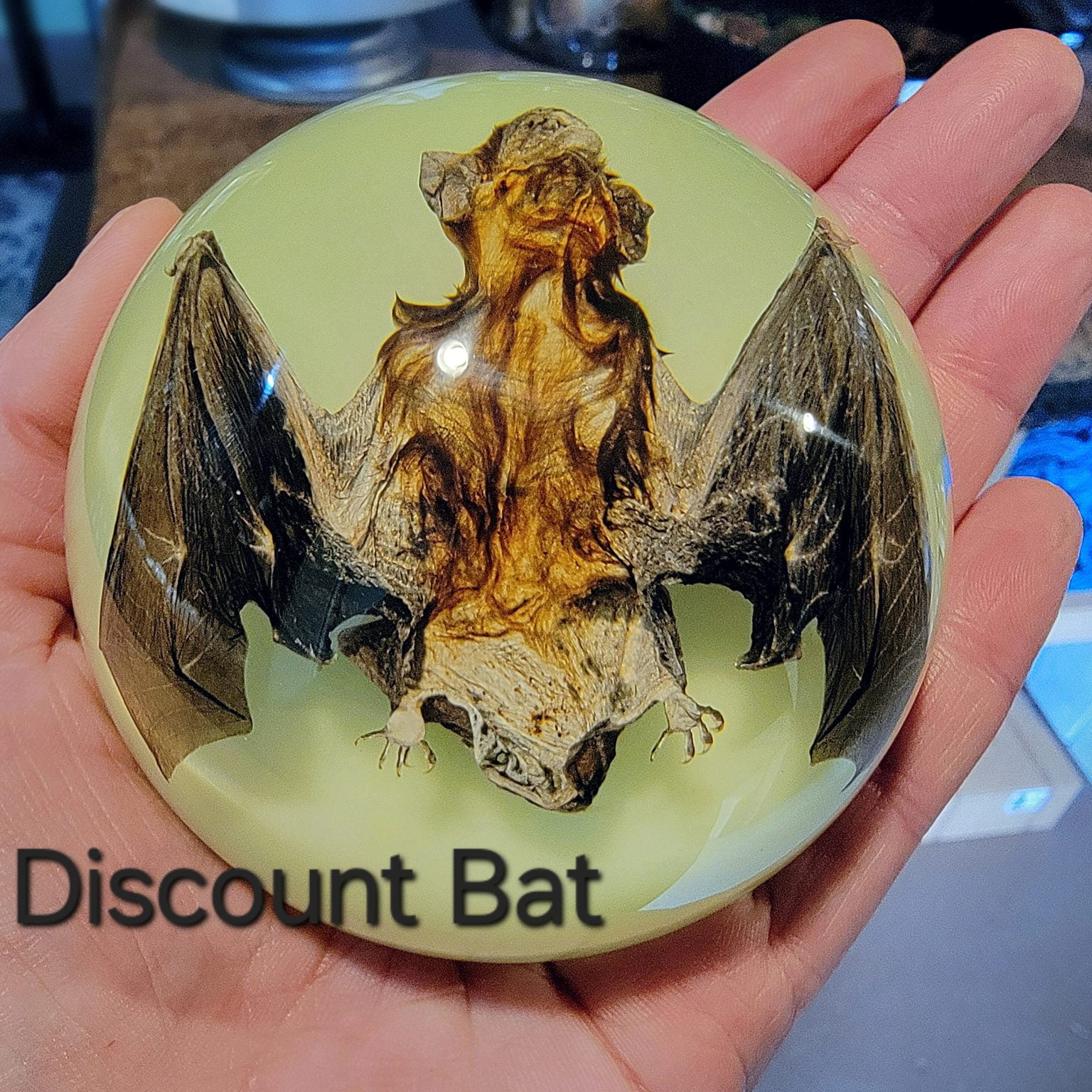 DISCOUNT -Bat in Resin Dome, Glow in the Dark, Real bat - Insects In Resin