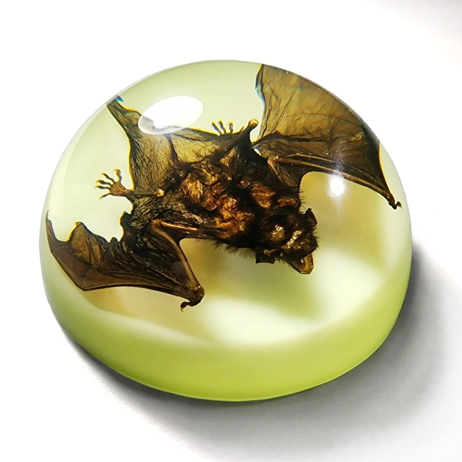 Bat in Resin Dome, Glow in the Dark, Pipistrellus pipistrellus ...
