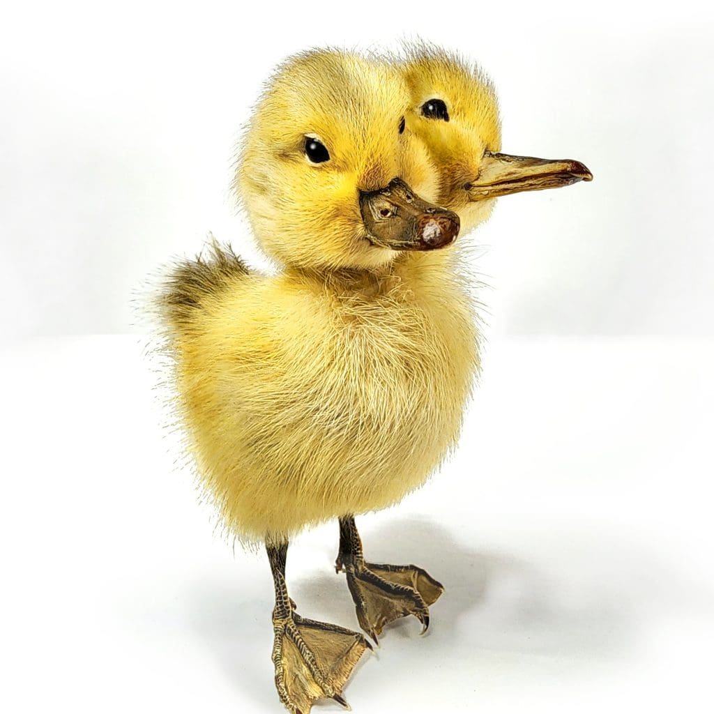 Two Headed Yellow Taxidermy Duckling, Taxidermy Baby Duck, Anas ...
