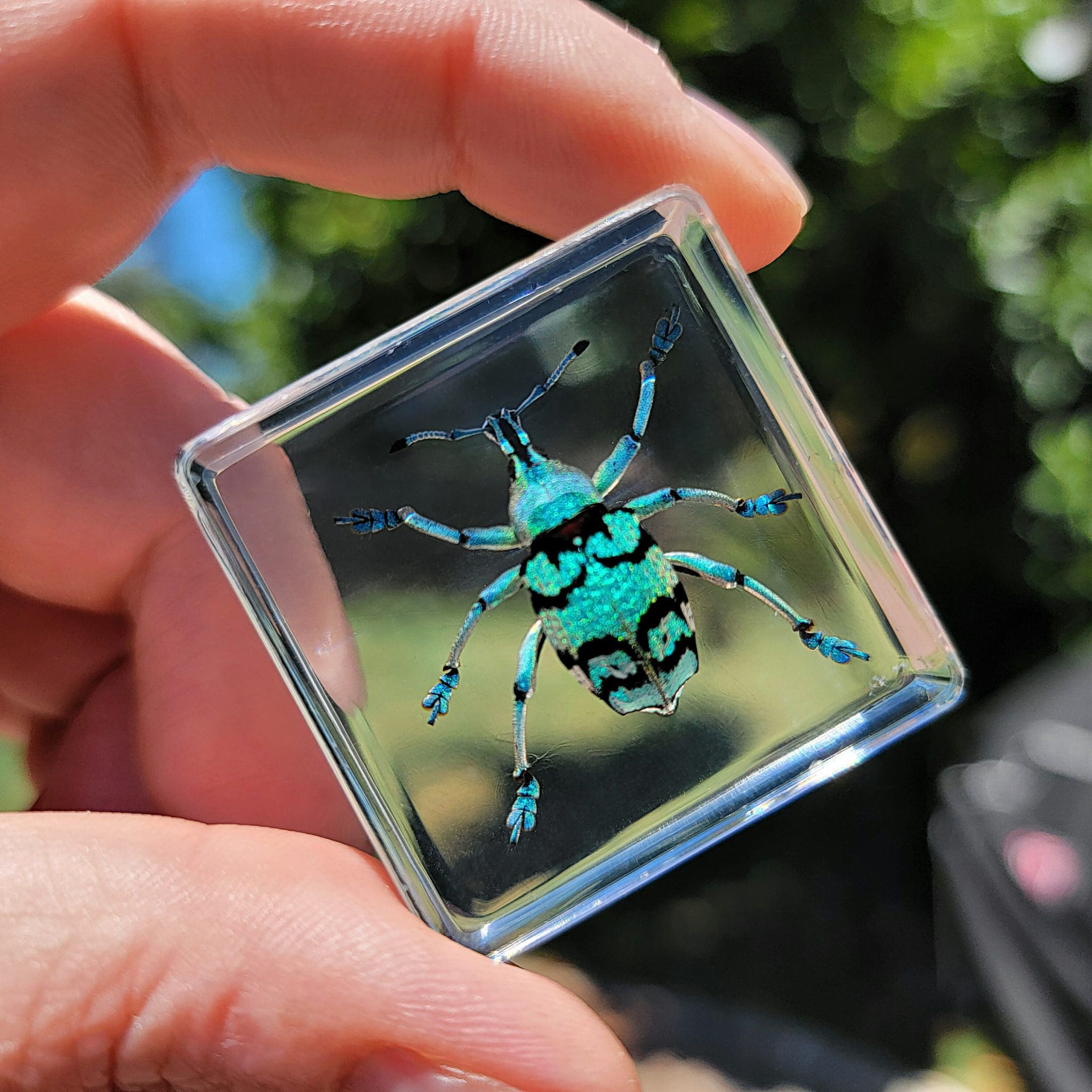 Rare Blue Weevil in Resin, Real Beetle in Resin, Eupholus chevrolati ...