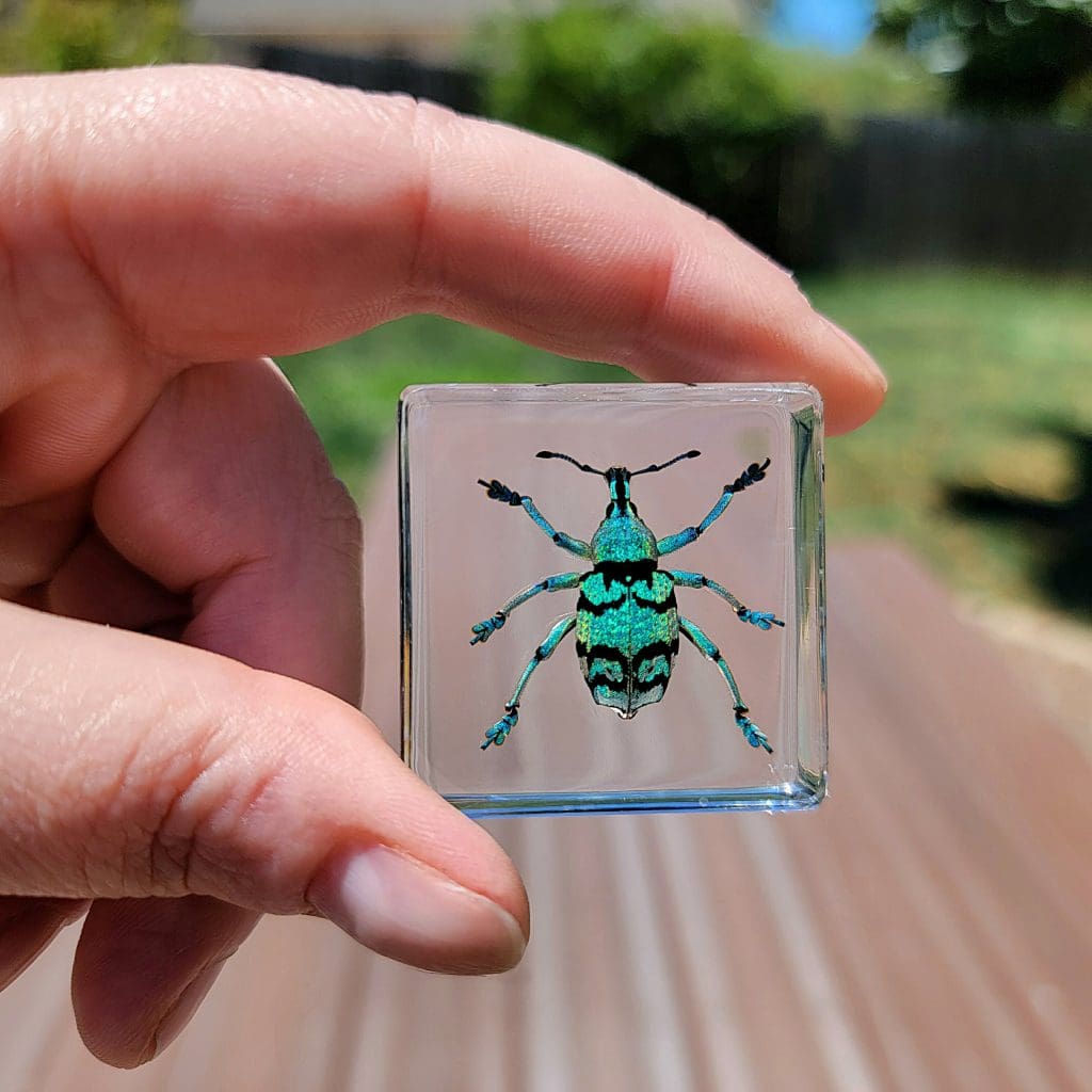 Rare Blue Weevil in Resin, Real Beetle in Resin, Eupholus chevrolati ...