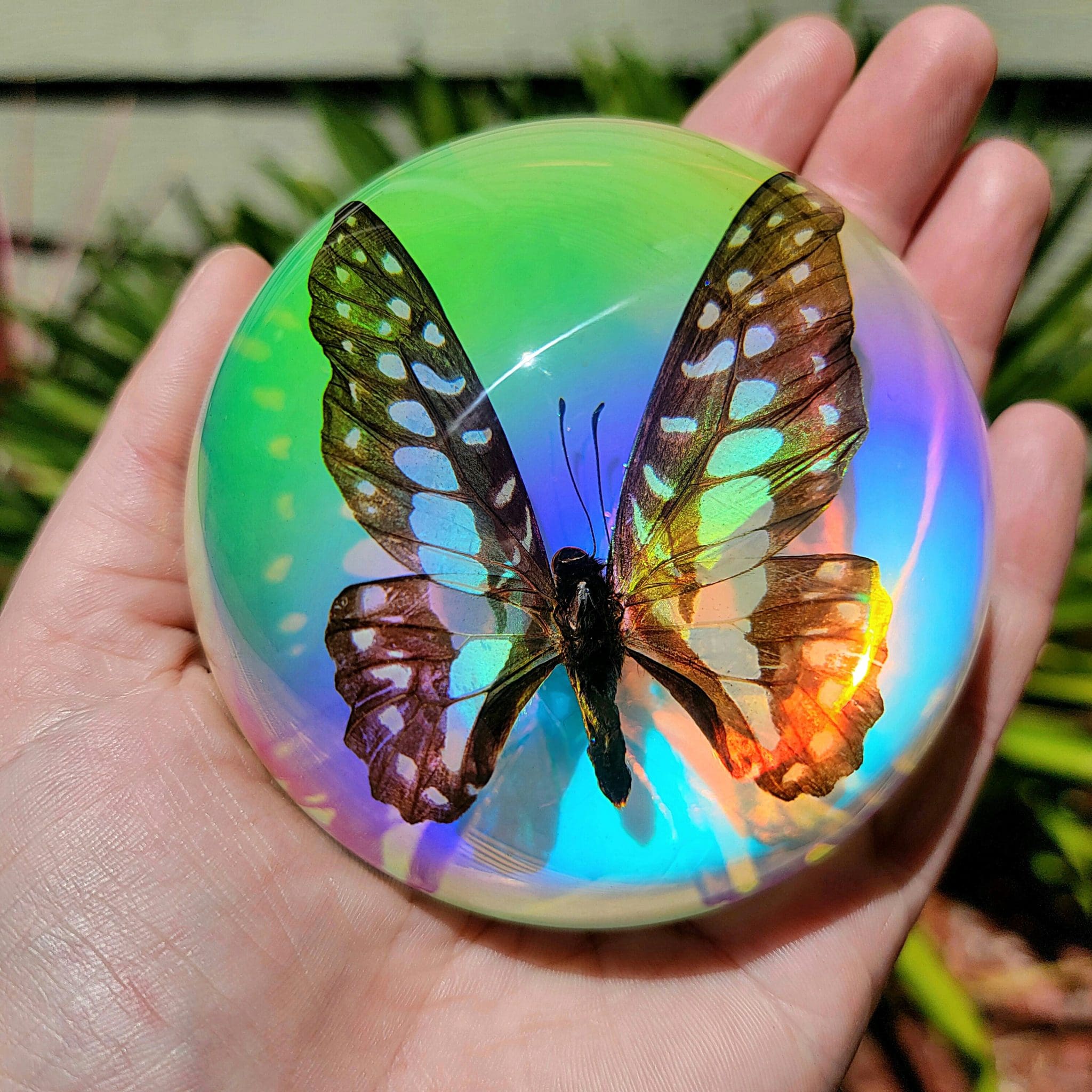 Iridescent Common Jay Butterfly Rainbow Dome, Graphium chironides ...