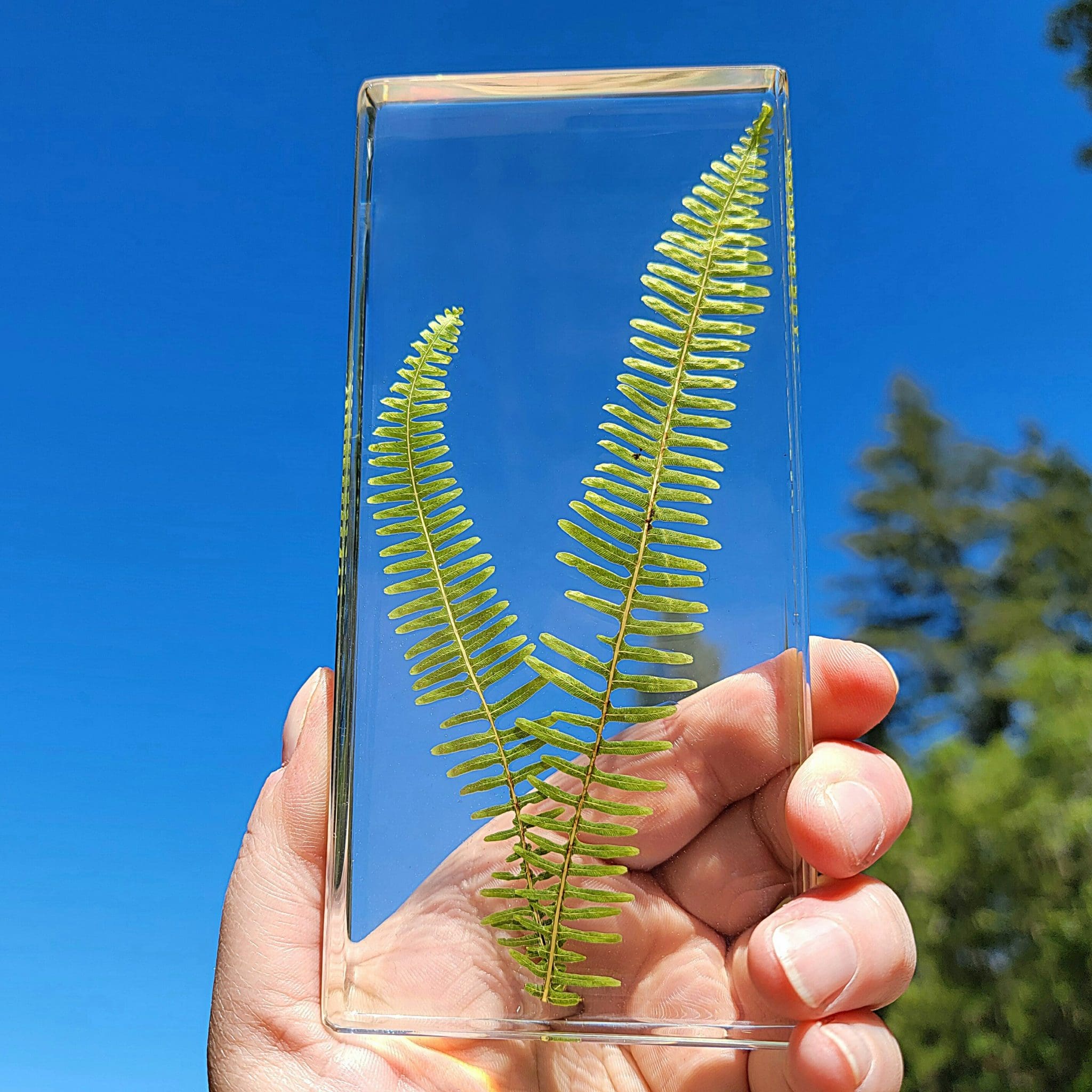 Real Fern Plant in Resin, Old World Forked Fern - Insects In Resin