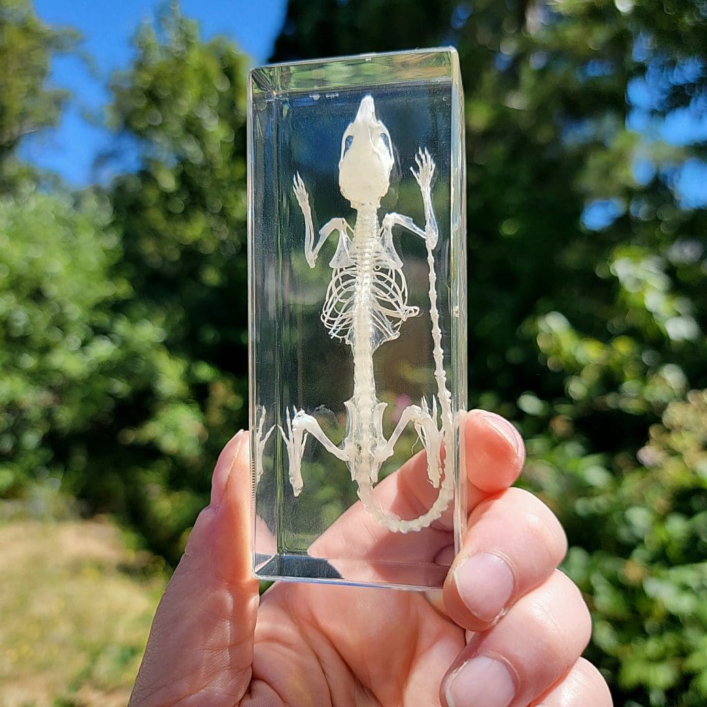 Mouse Skeleton In Resin Mus Musculus Insects In Resin