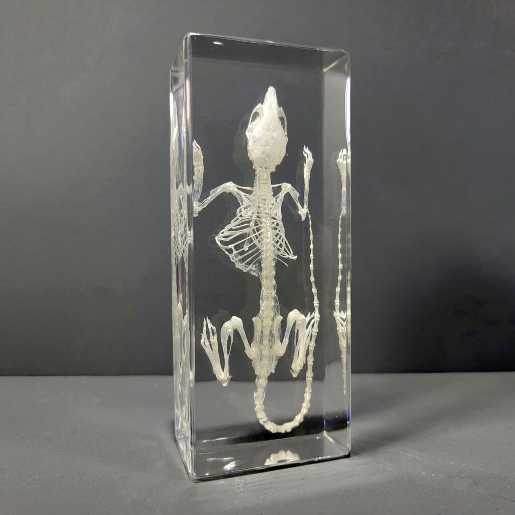 Skeletons in Resin - Wholesasle Insects In Resin Available