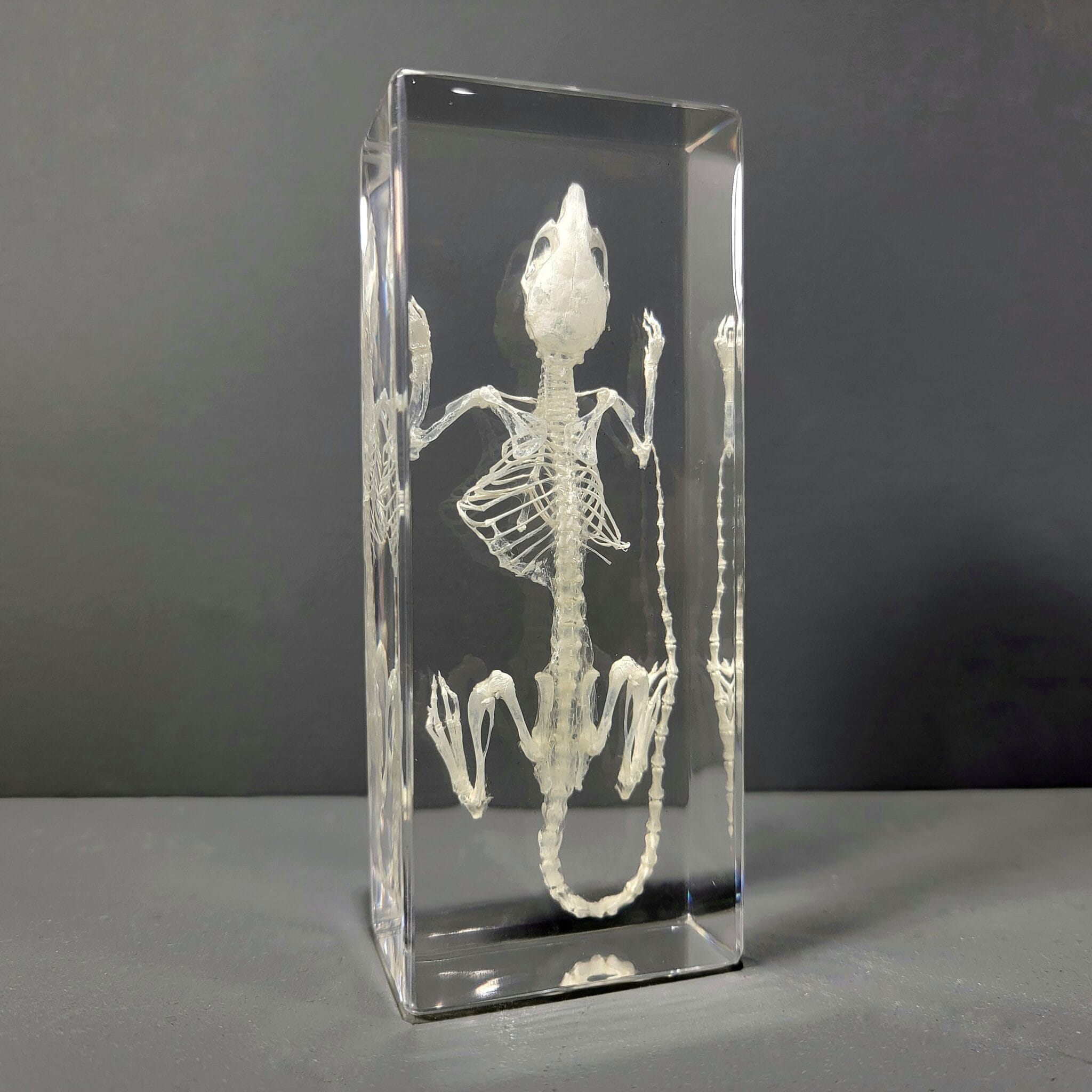 Mouse Skeleton in Resin, Mus musculus - Insects In Resin