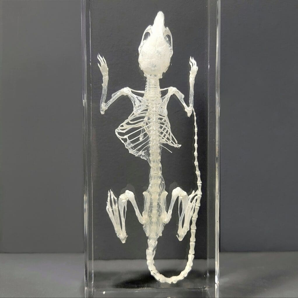 Bat Skeleton in Resin, Small Pipistrelles Bat - Insects In Resin