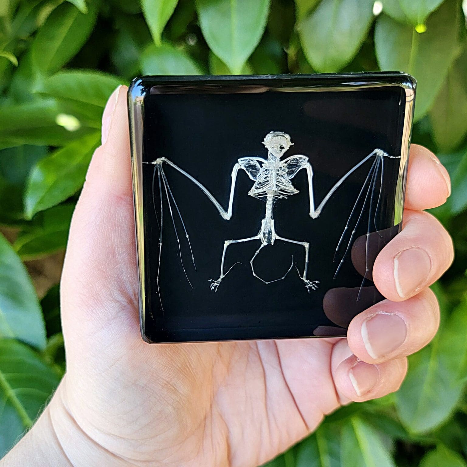 Bat Skeleton in Resin, Black Background, Common Pipistrelle - Insects ...