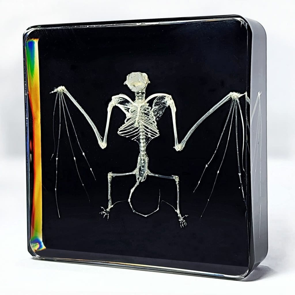 Bat Skeleton in Resin, Black Background, Common Pipistrelle - Insects ...