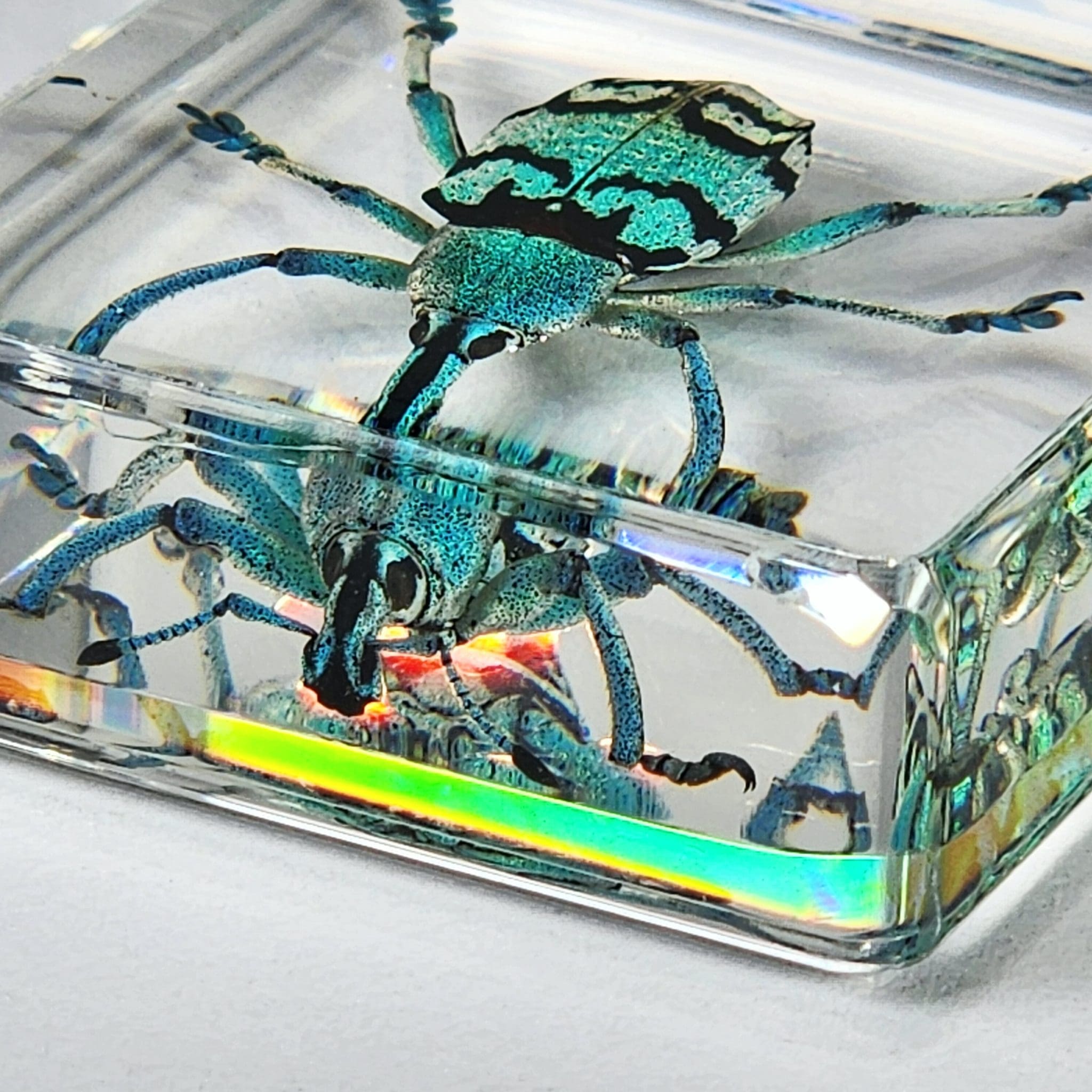 Rare Blue Weevil in Resin, Real Beetle in Resin, Eupholus chevrolati ...