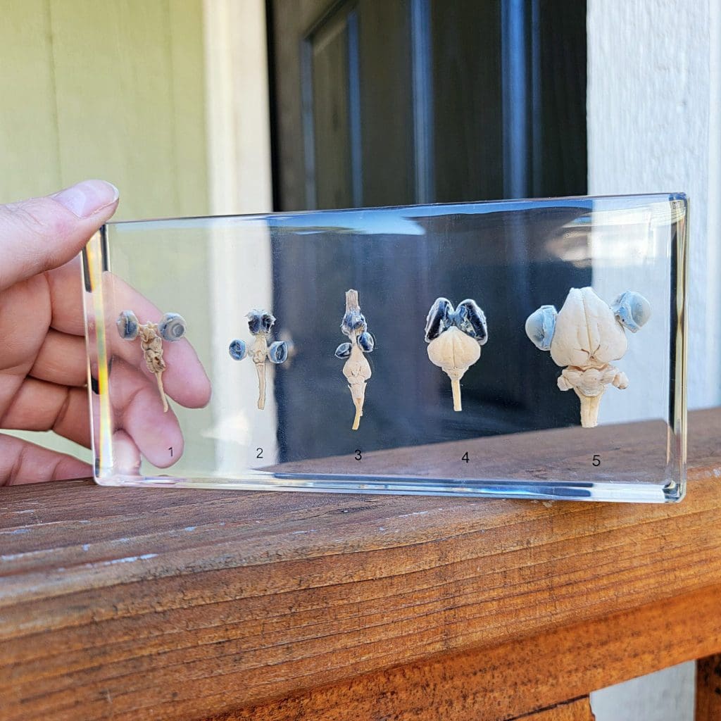 Real Brain, Comparative Brains in Resin, Educational Display - Insects ...