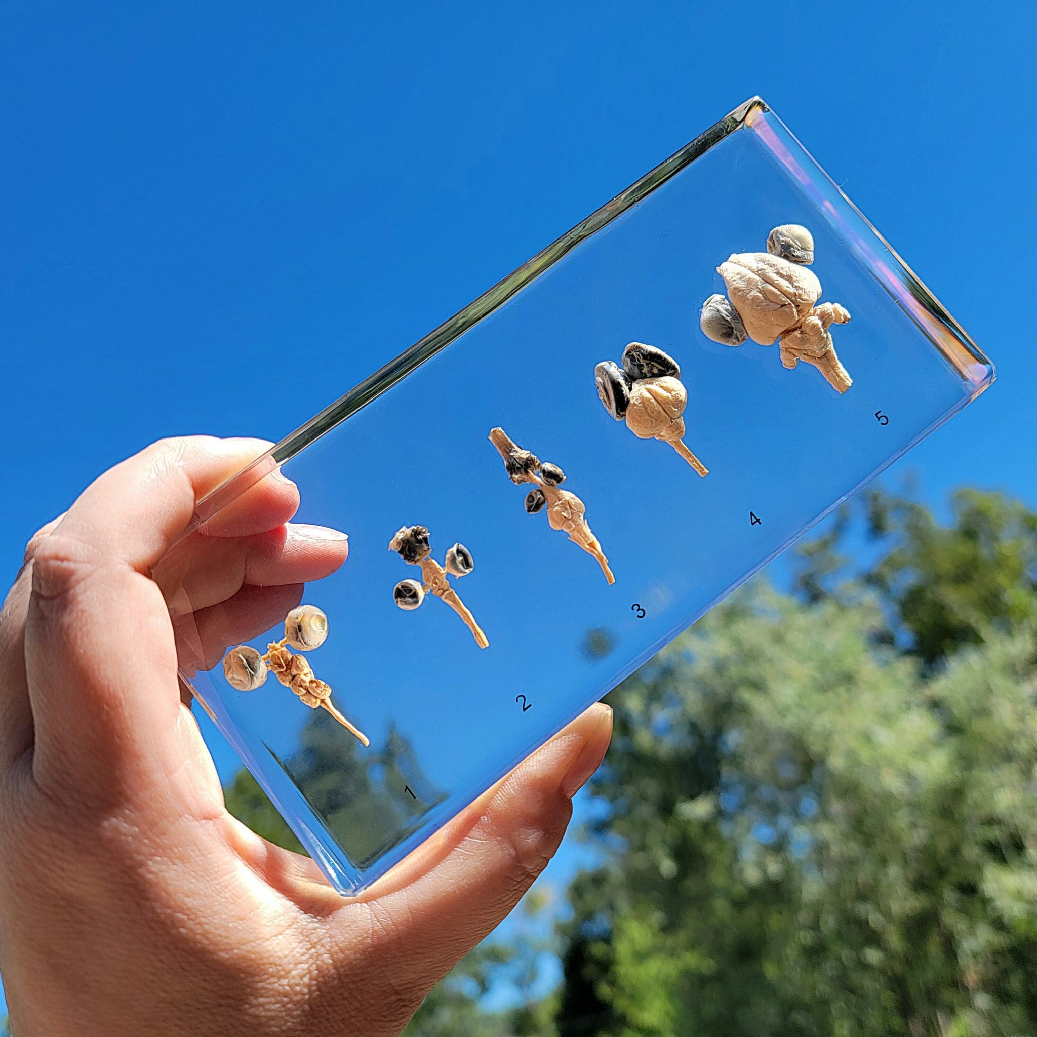 Real Brain, Comparative Brains in Resin, Educational Display - Insects ...