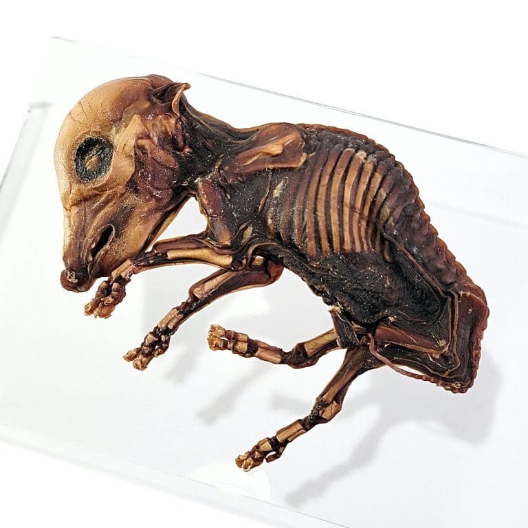 Discounts & Deals Archives - Insects In Resin