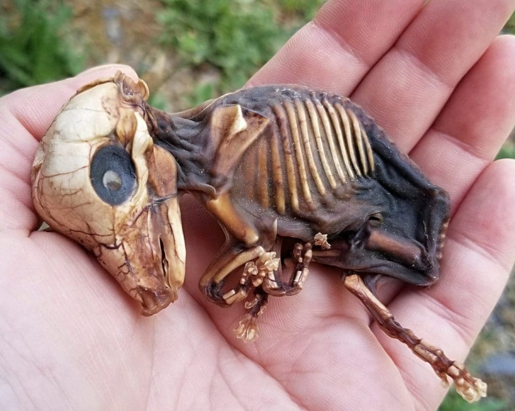 Preserved Fetal Pig, Mummified Fetal Pig - Insects In Resin