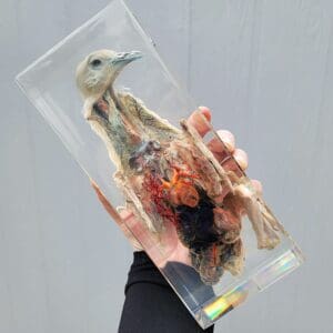 Large Dissected Bird In Resin, Pigeon Specimen Dissection - Insects In ...