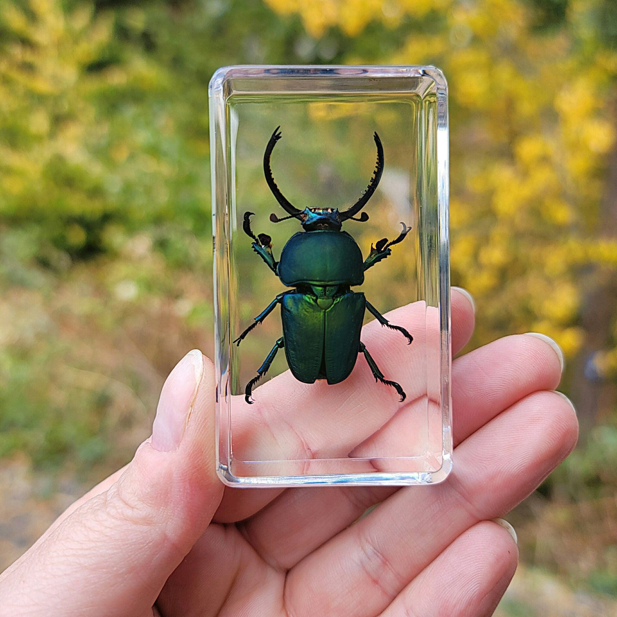 Jeweled Sawtooth Stag Beetle In Resin, Lamprima adolphinae - Insects In ...