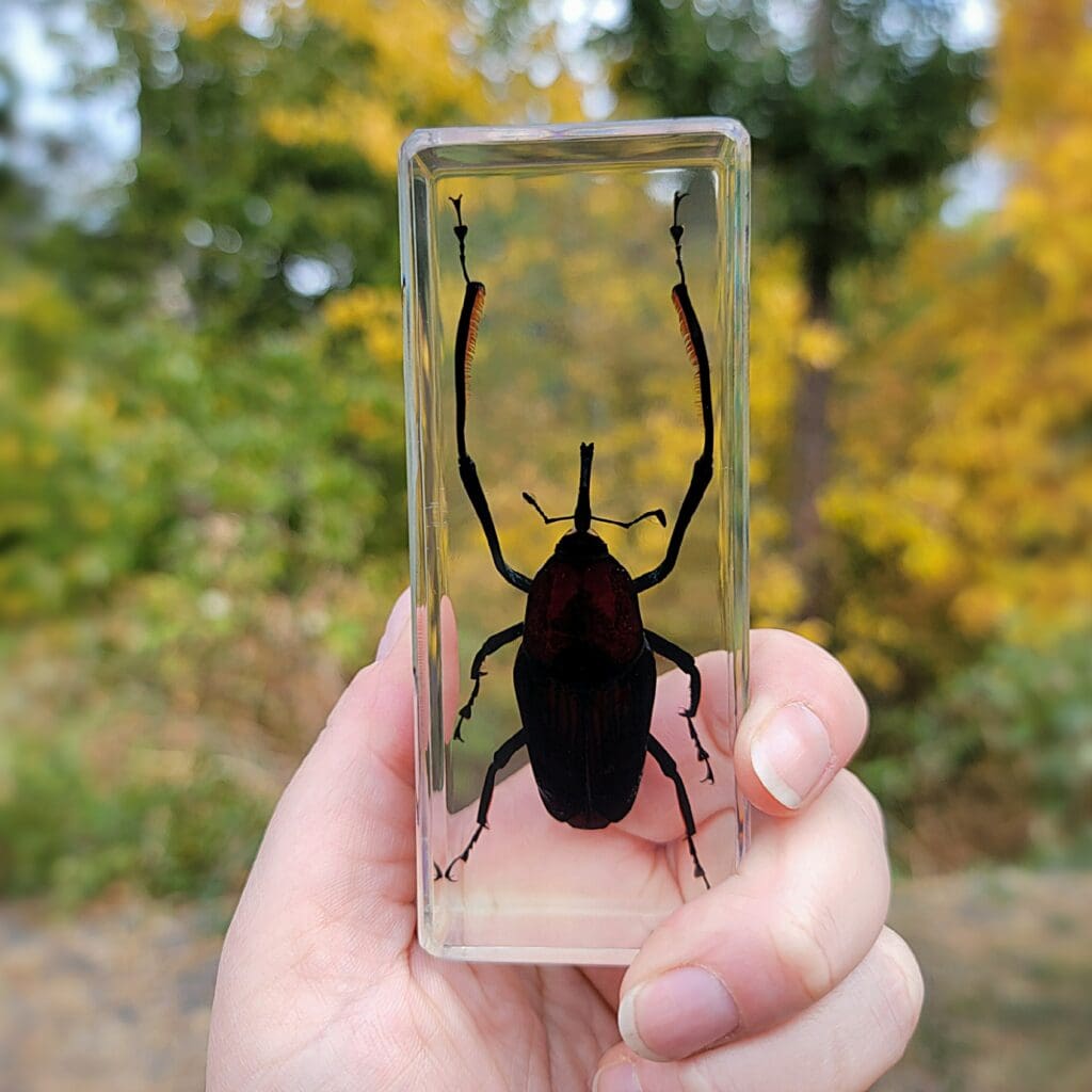 Long Armed Bamboo Weevil In Resin, Cyrtotrachelus longimanus - Insects ...