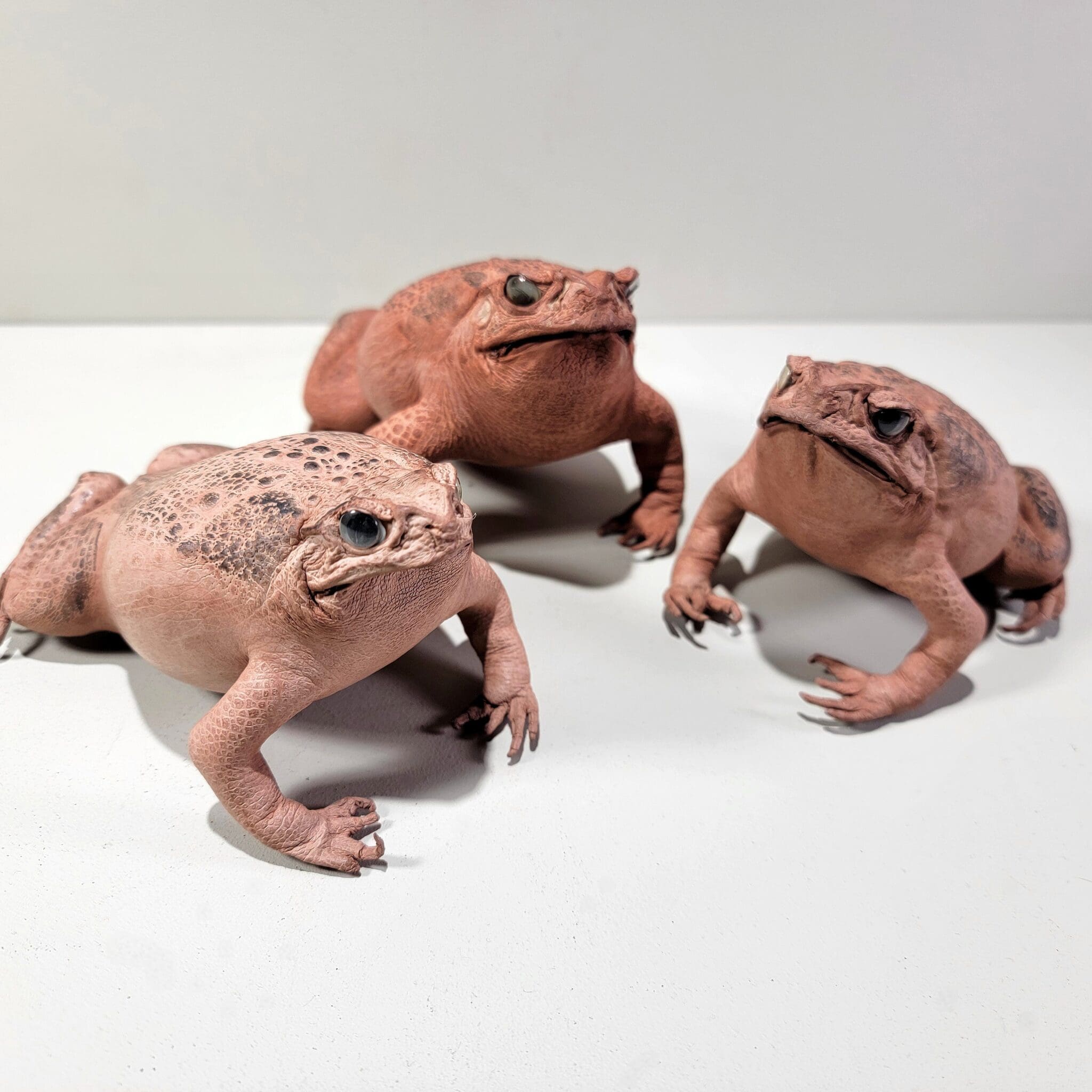 Taxidermy Toad, Real Frog - Insects In Resin