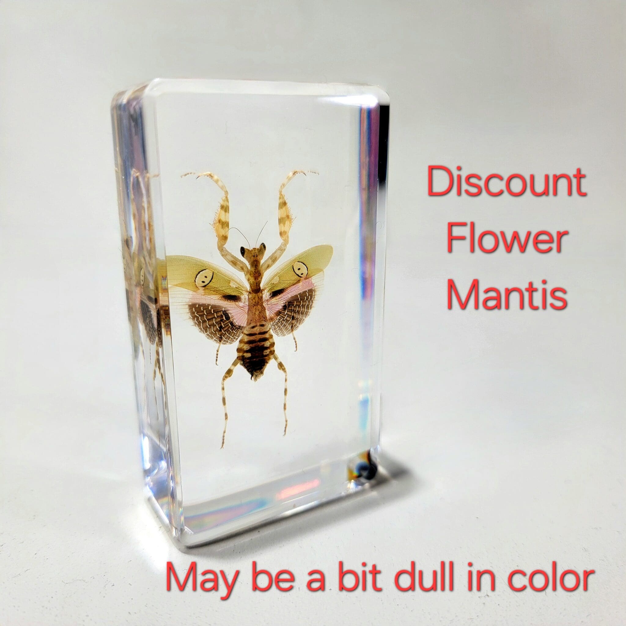 DISCOUNT -Flower Mantis In Resin, Creobroter gemmatus - Insects In Resin