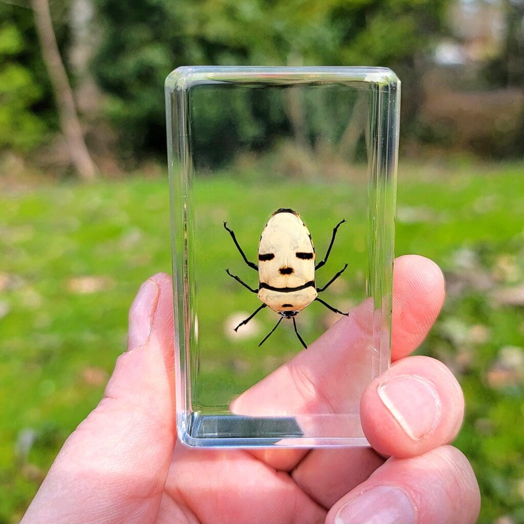 Man Face Bug In Resin, Shield-Backed Stink Bug, Eucorysses grandis ...