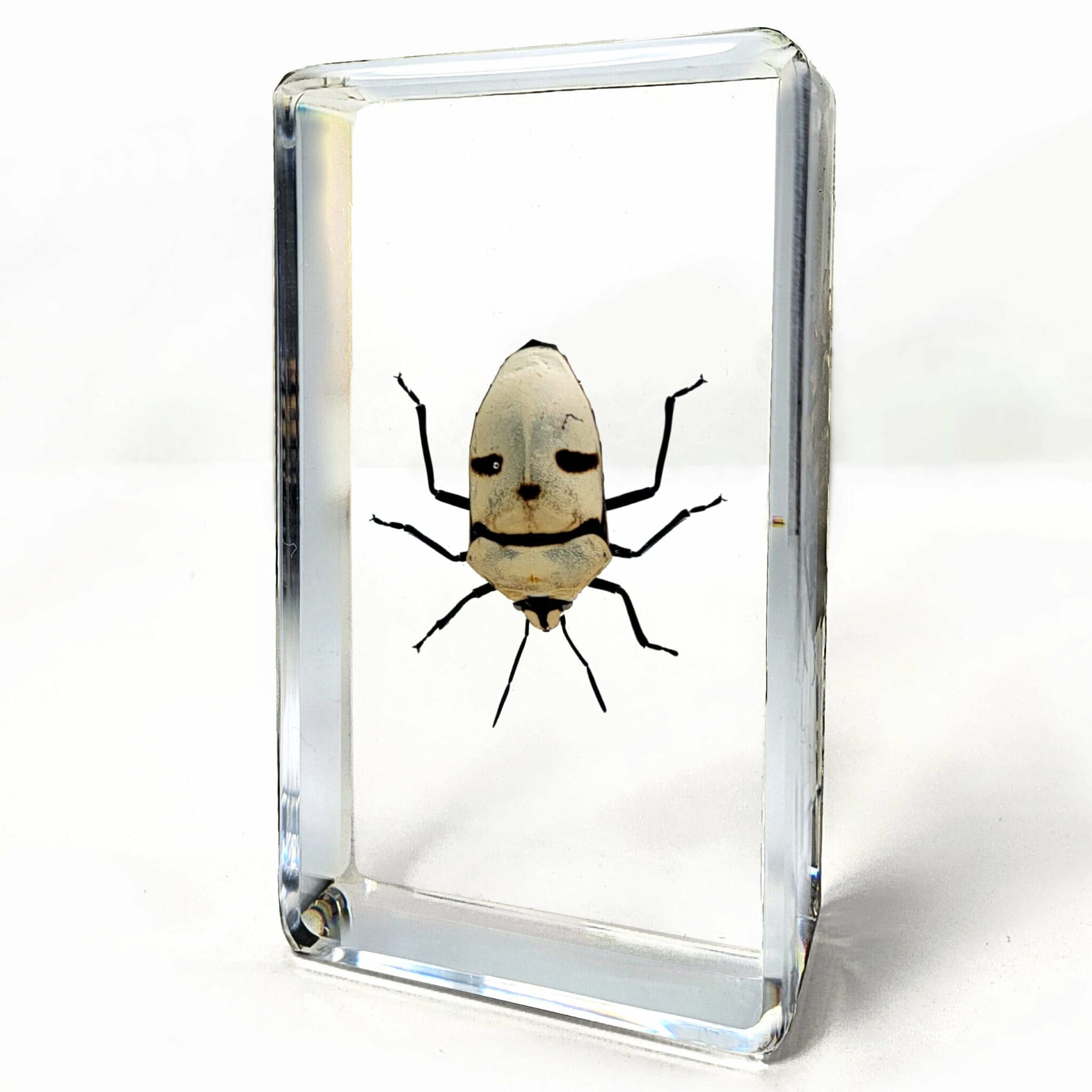 Shop - Page 4 of 5 - Insects In Resin