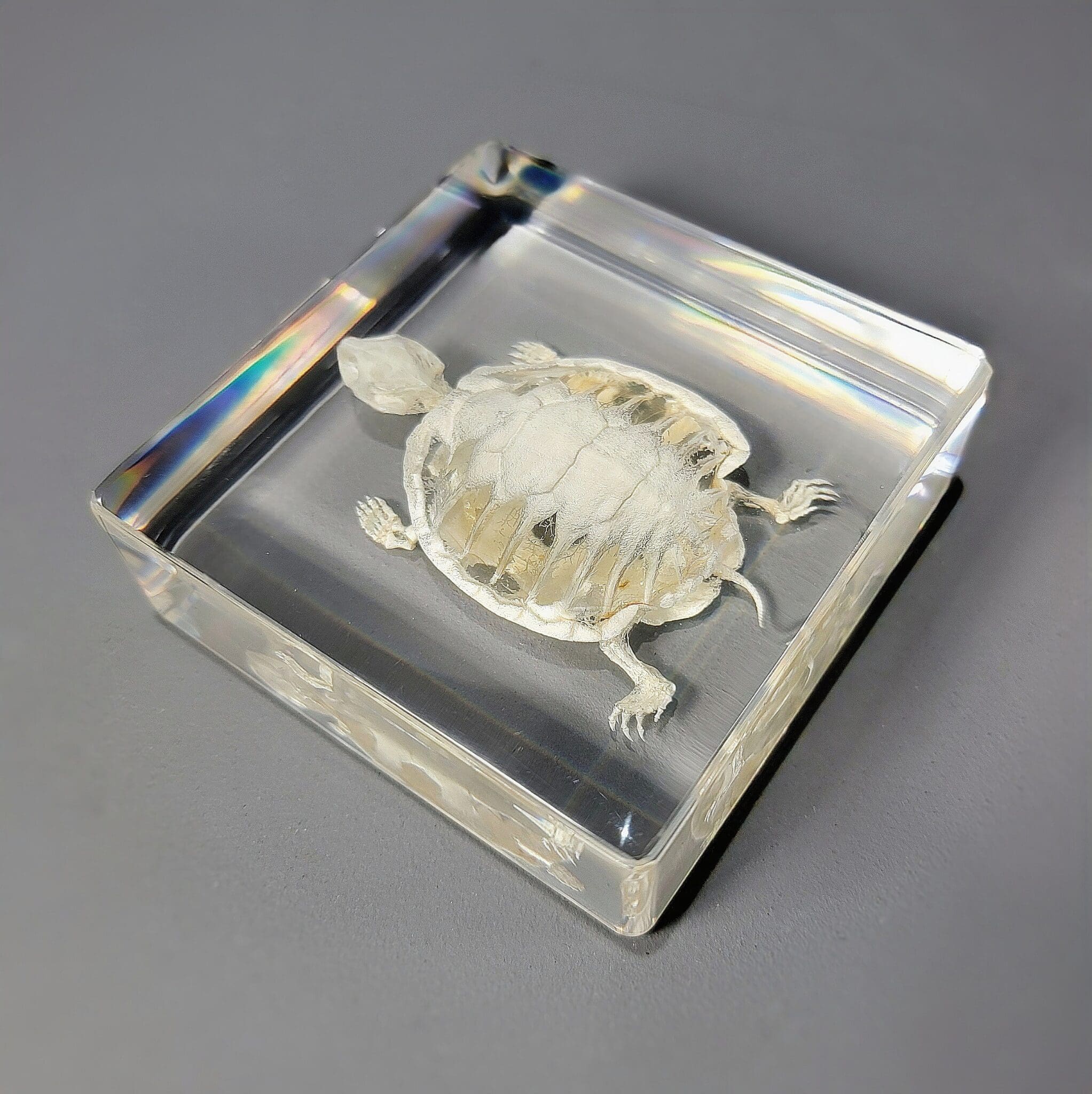 Turtle Skeleton In Resin, Red Eared Slider, Trachemys scripta elegans ...