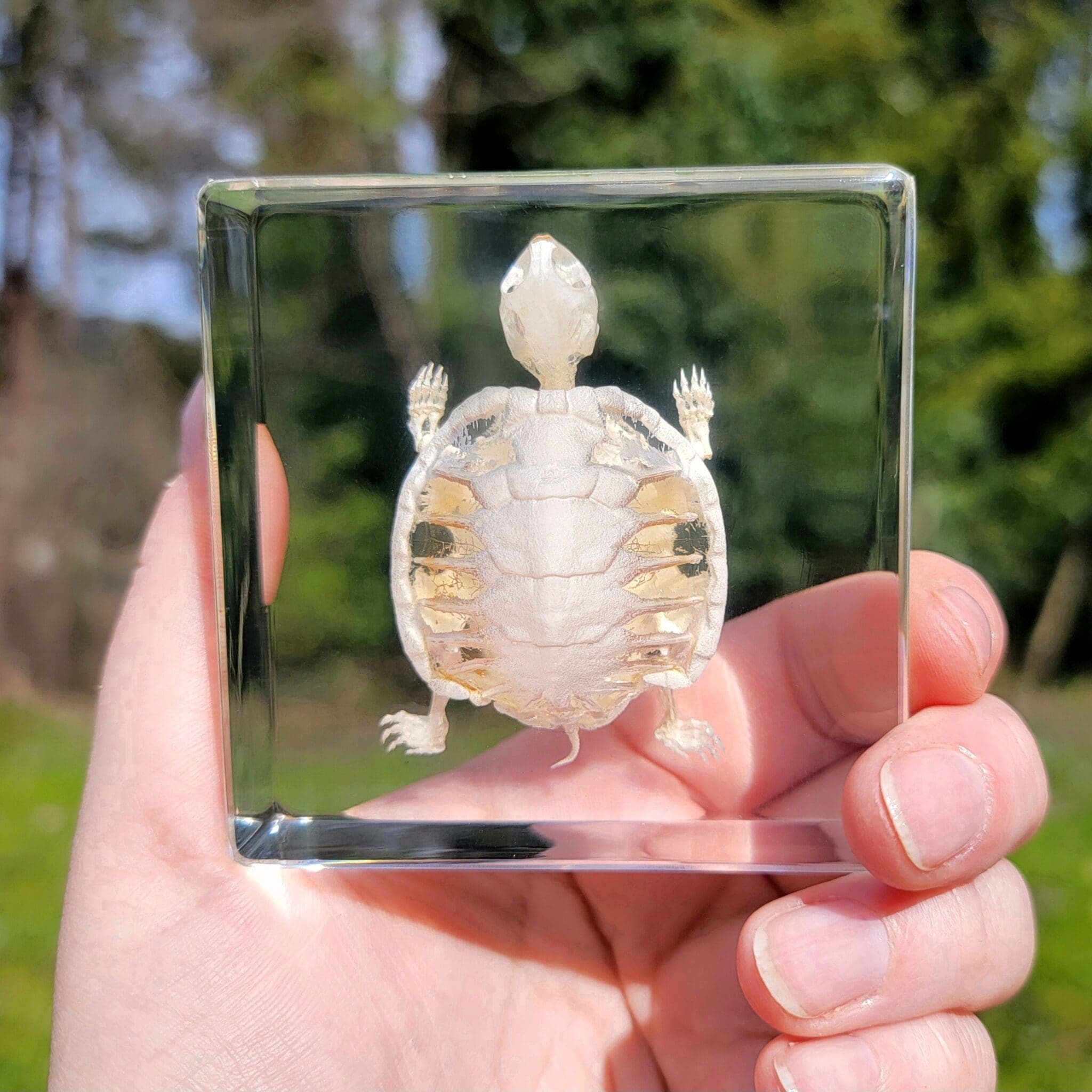 Turtle Skeleton In Resin, Red Eared Slider, Trachemys scripta elegans ...