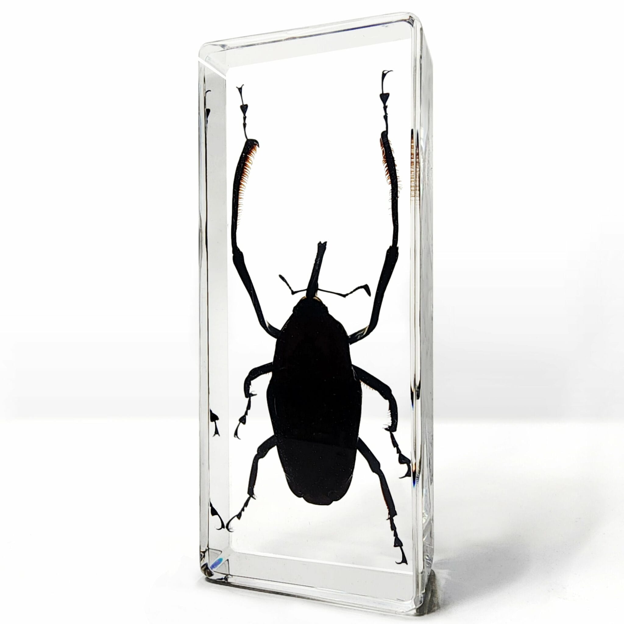 Wholesale Insects in Resin for sale. Bugs in Resin Wholesale ...