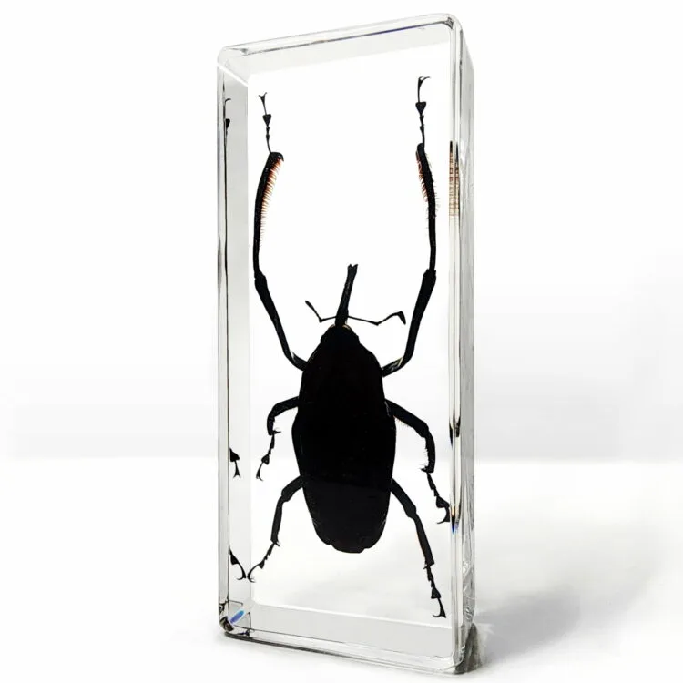 Long Armed Bamboo Weevil In Resin, Cyrtotrachelus longimanus - Insects ...